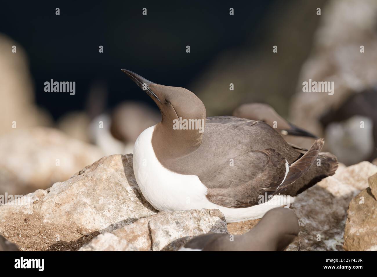 Common Murre Resting on Rocky Ledge in Natural Coastal Habitat Stock ...