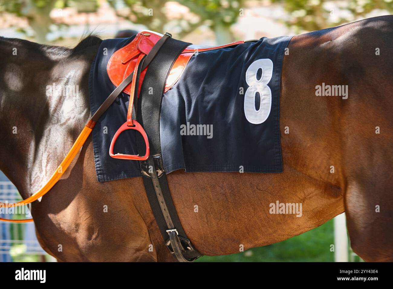 Race horse in the paddock. Purebred in the hippodrome. Turf Stock Photo ...