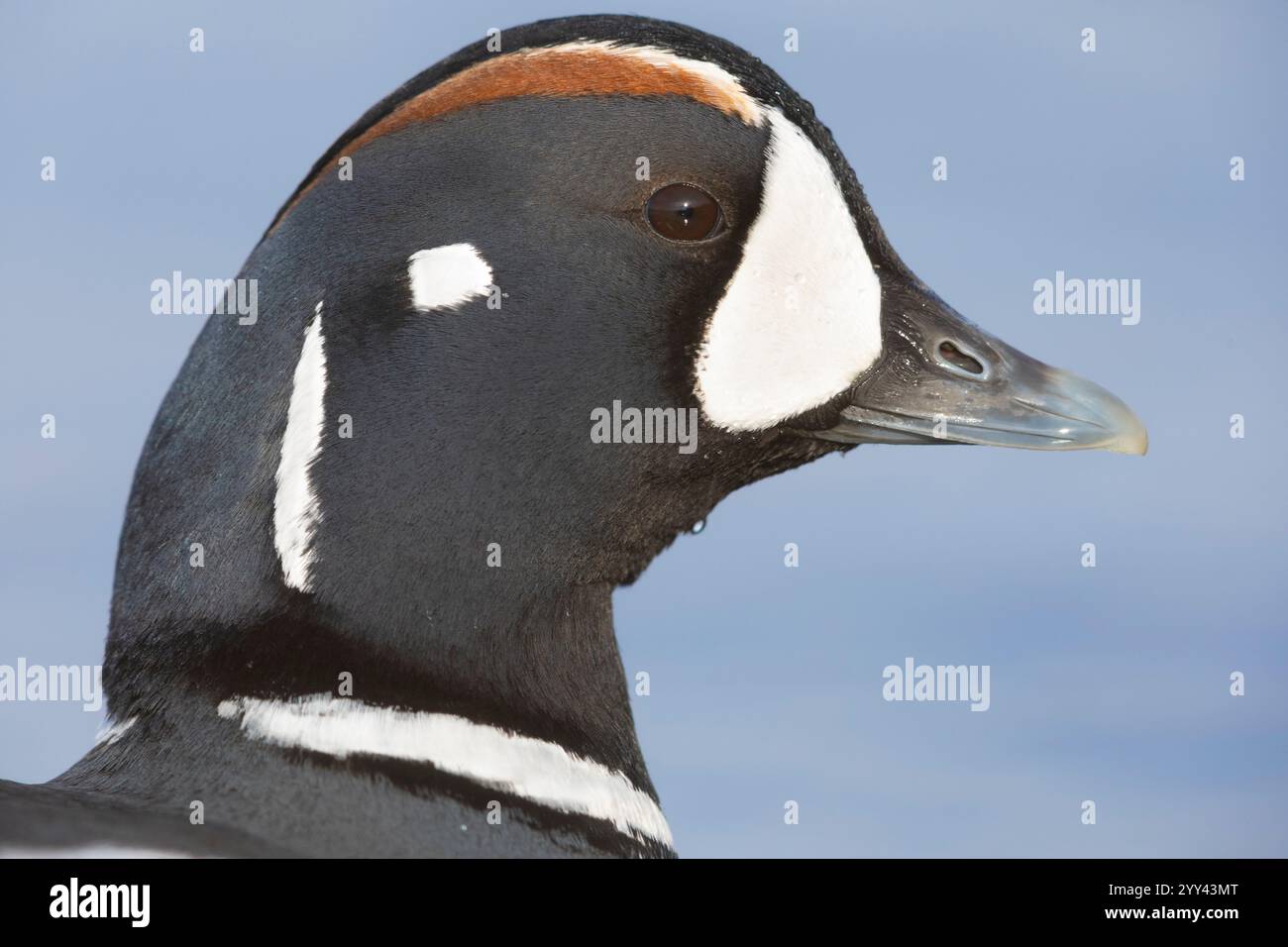 Harlequin Duck (Histrionicus histrionicus), close-up of an adult male ...