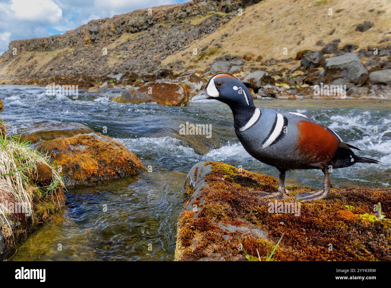 Harlequin Duck (Histrionicus histrionicus), side view of an adult male ...