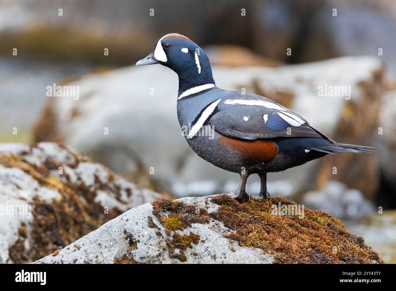 Harlequin Duck (Histrionicus histrionicus), side view of an adult male ...