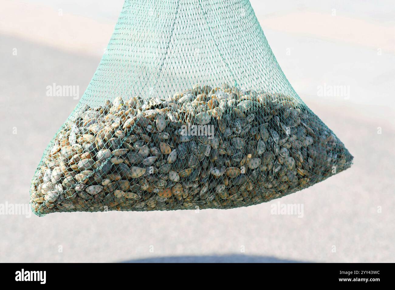 People go beachcombing at seaside in Qingdao City, east China's ...