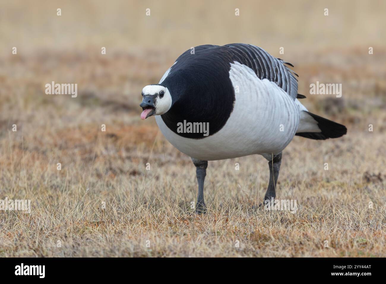 Barnacle Goose (Branta leucopsis), front view of an adult sticking out ...