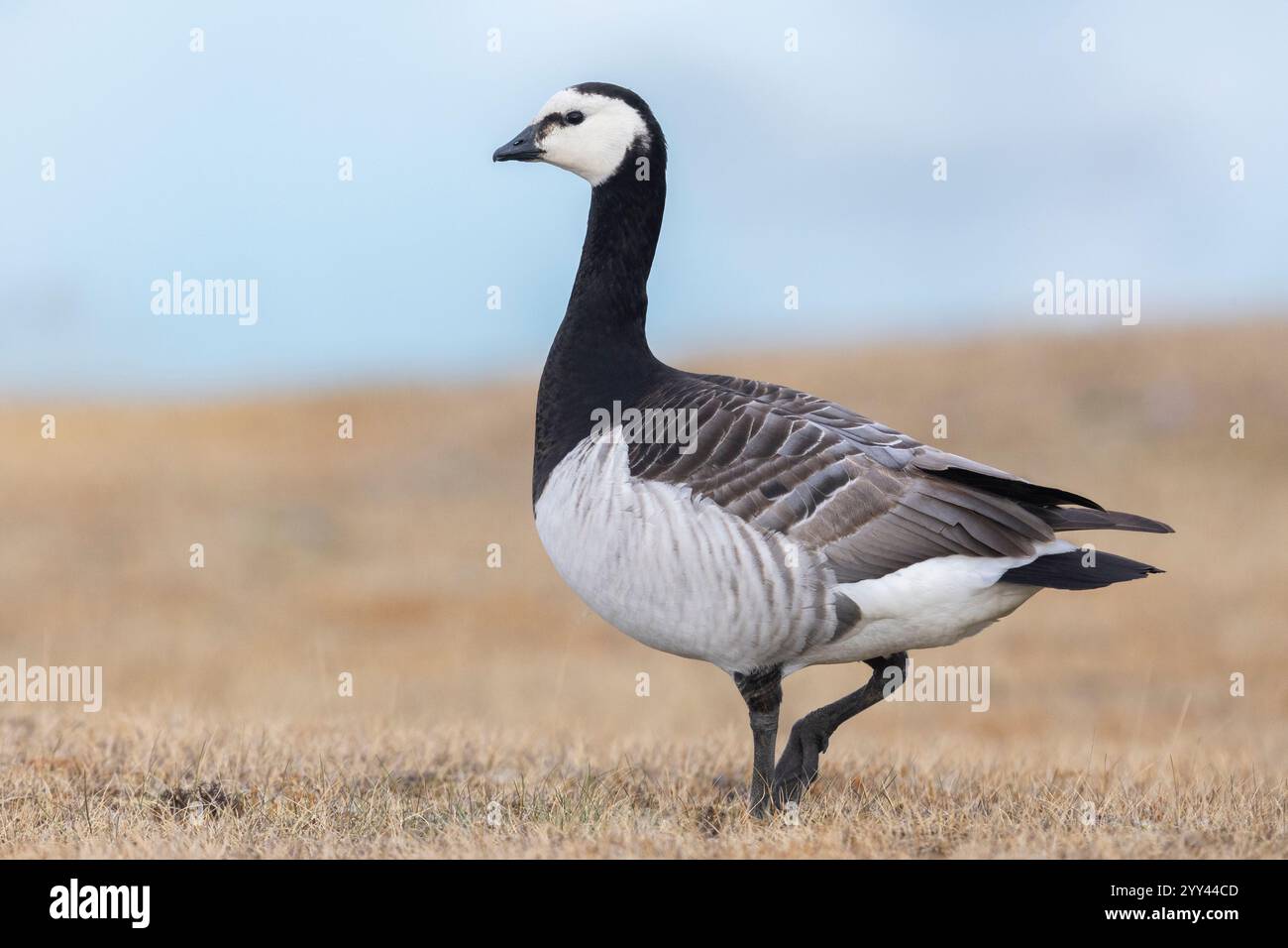 Barnacle Goose (Branta leucopsis), side view of an immature standing on ...