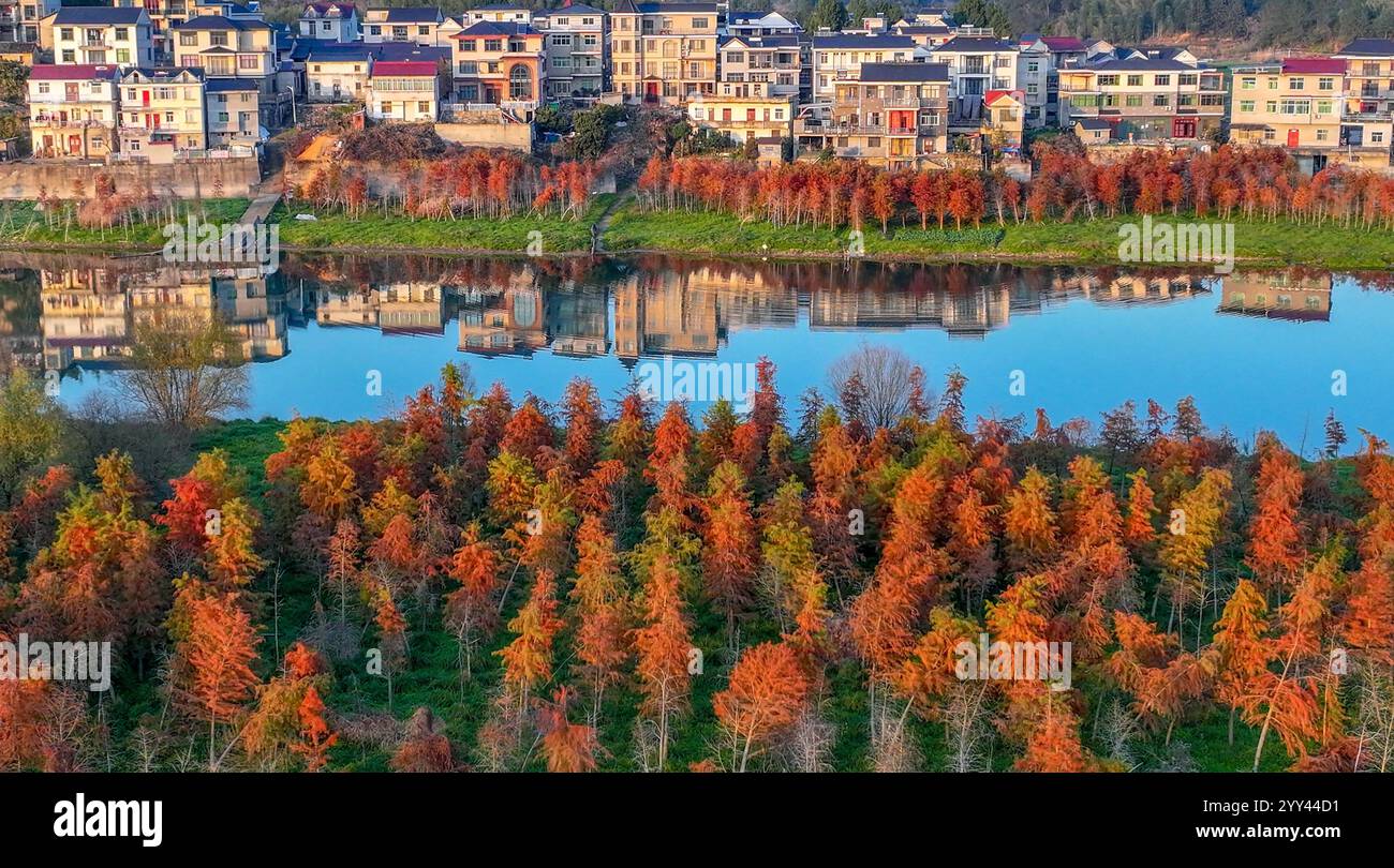 Aerial photo shows the winter scenery of a water forest in Chun'an ...