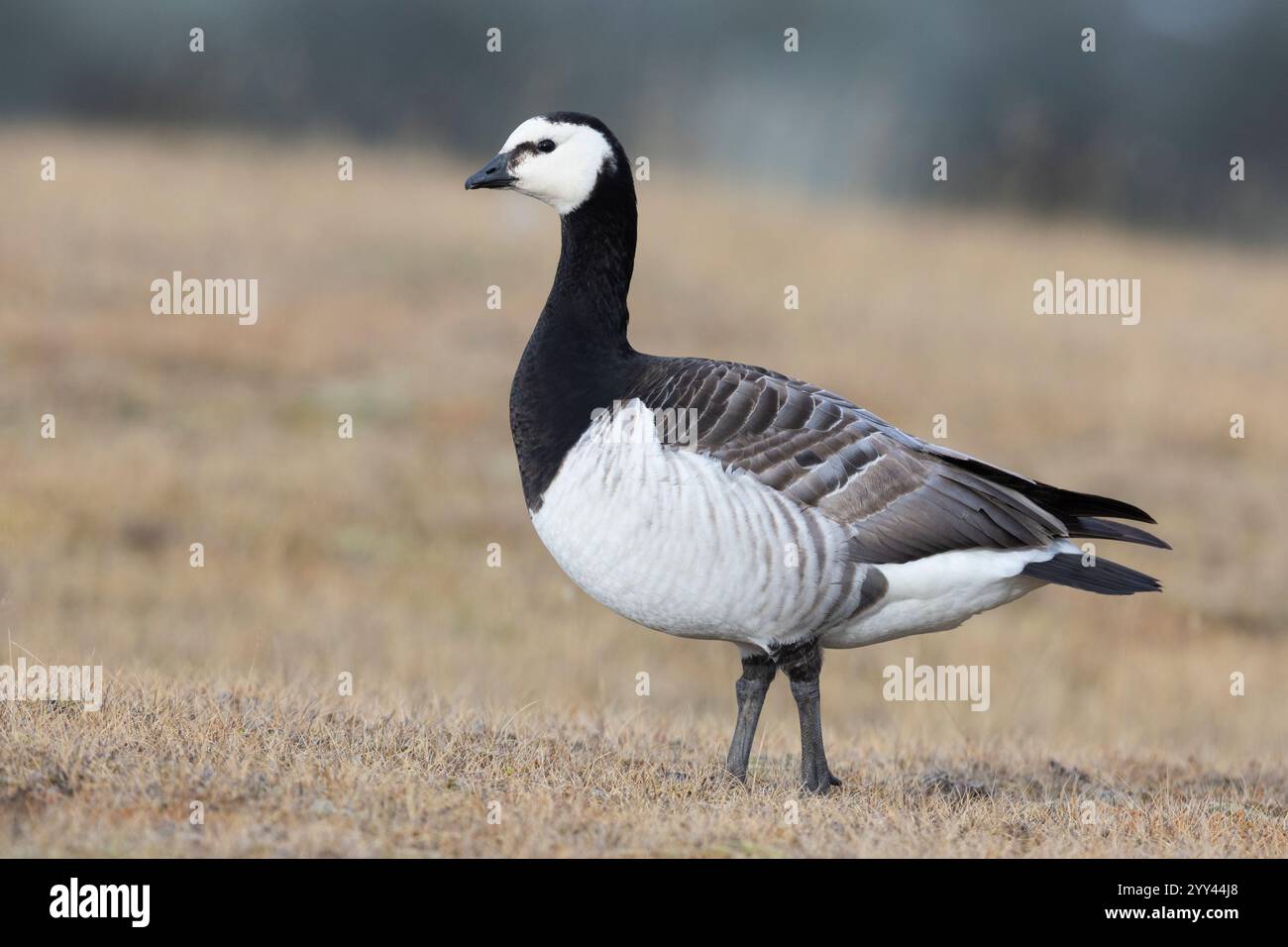 Barnacle Goose (Branta leucopsis), side view of an immature standing on ...