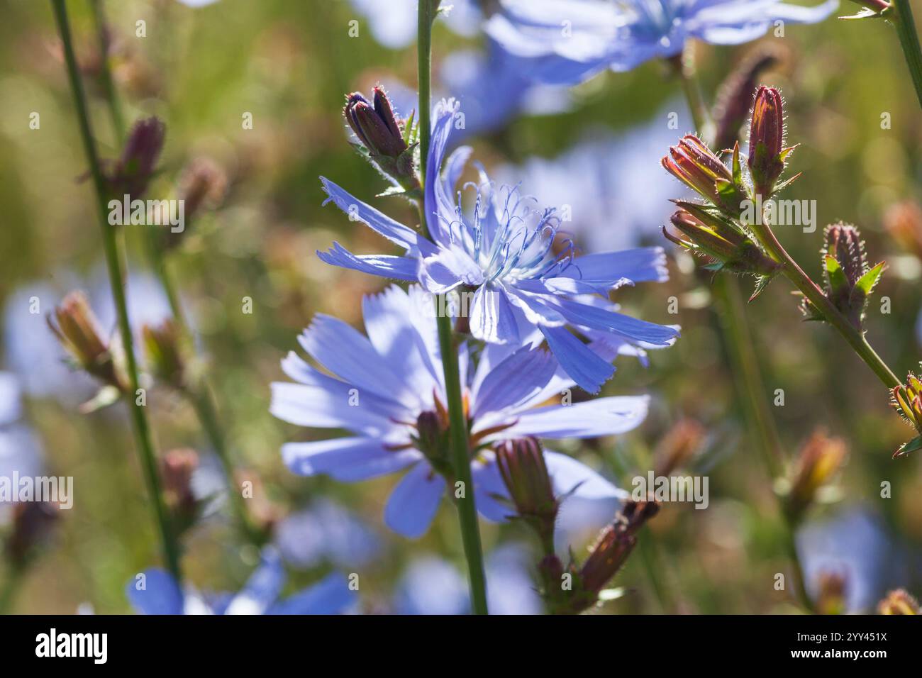 Blue wildflower, common chicory, common chicory (Cichorium intybus ...