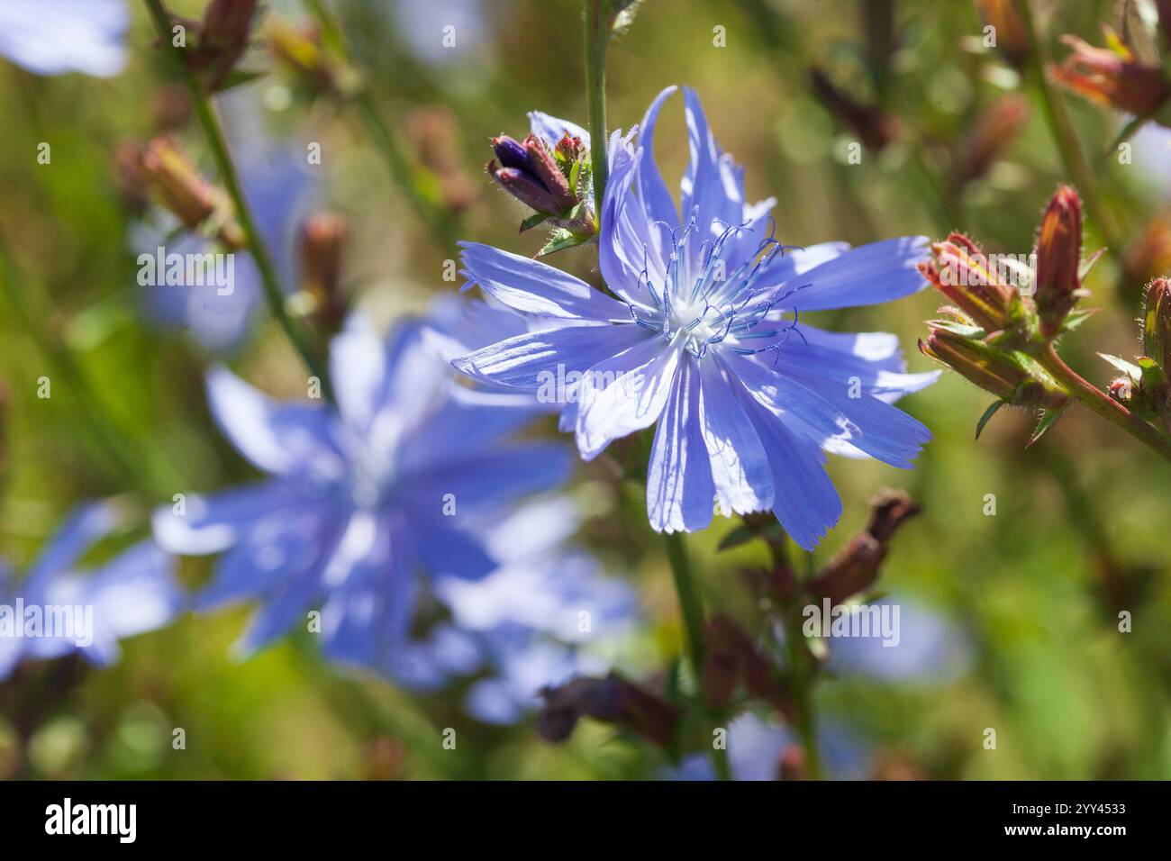 Blue wildflower, common chicory, common chicory (Cichorium intybus ...