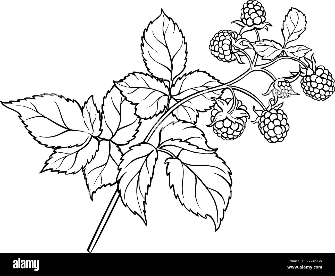 Raspberry Branch Colored Detailed Illustration Stock Vector Image & Art - Alamy