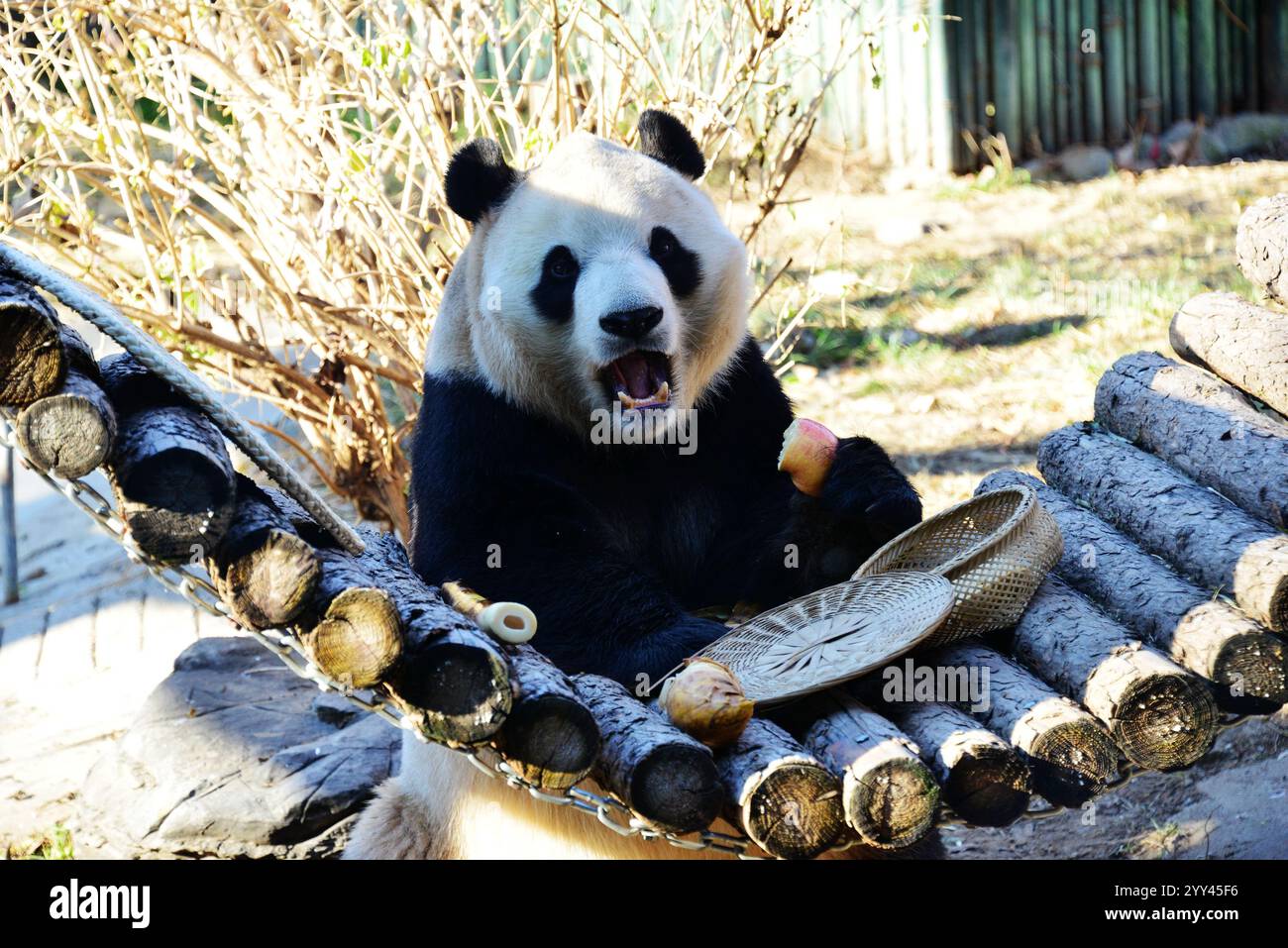 Giant panda Fu Xing eats food at Beijing Zoo, Beijing, China, 16 ...