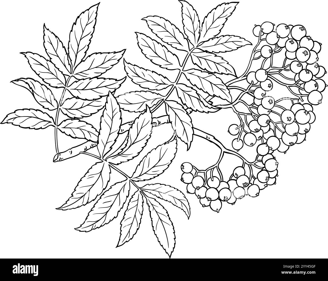 Rowan Branch with Berries Outline Illustration Stock Vector Image & Art ...