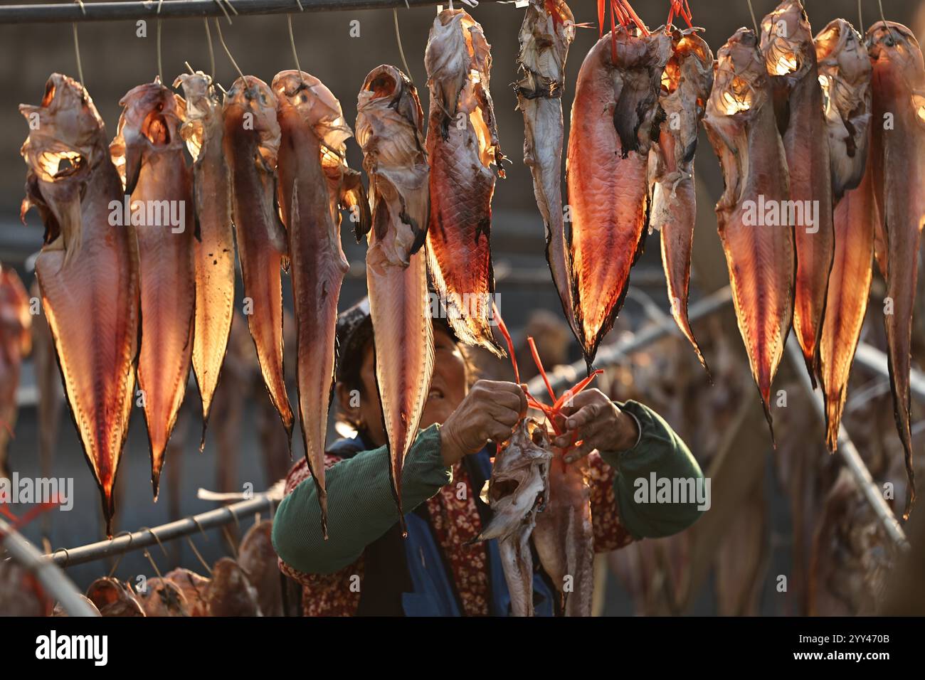 Fishermen dry fish in the sun in Rizhao City, east China's Shandong ...