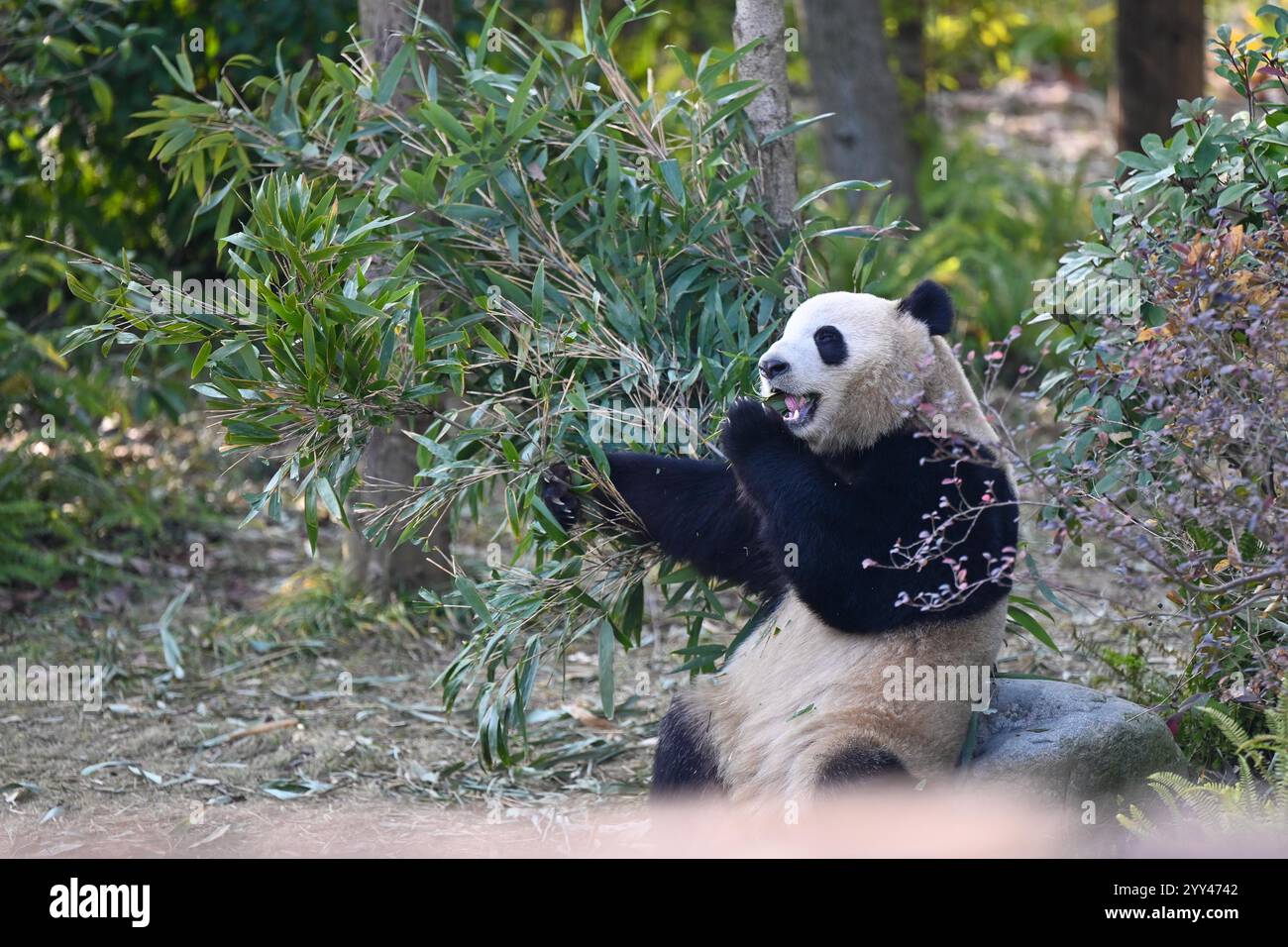 A giant panda eats food in Chengdu City, southwest China's Sichuan ...