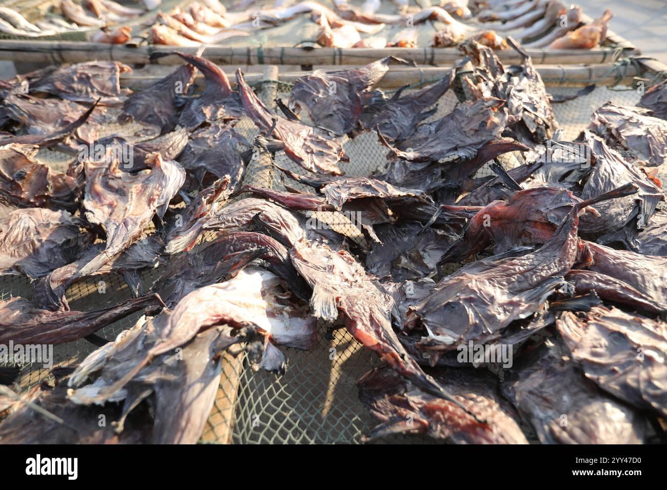 Fishermen dry fish in the sun in Rizhao City, east China's Shandong ...
