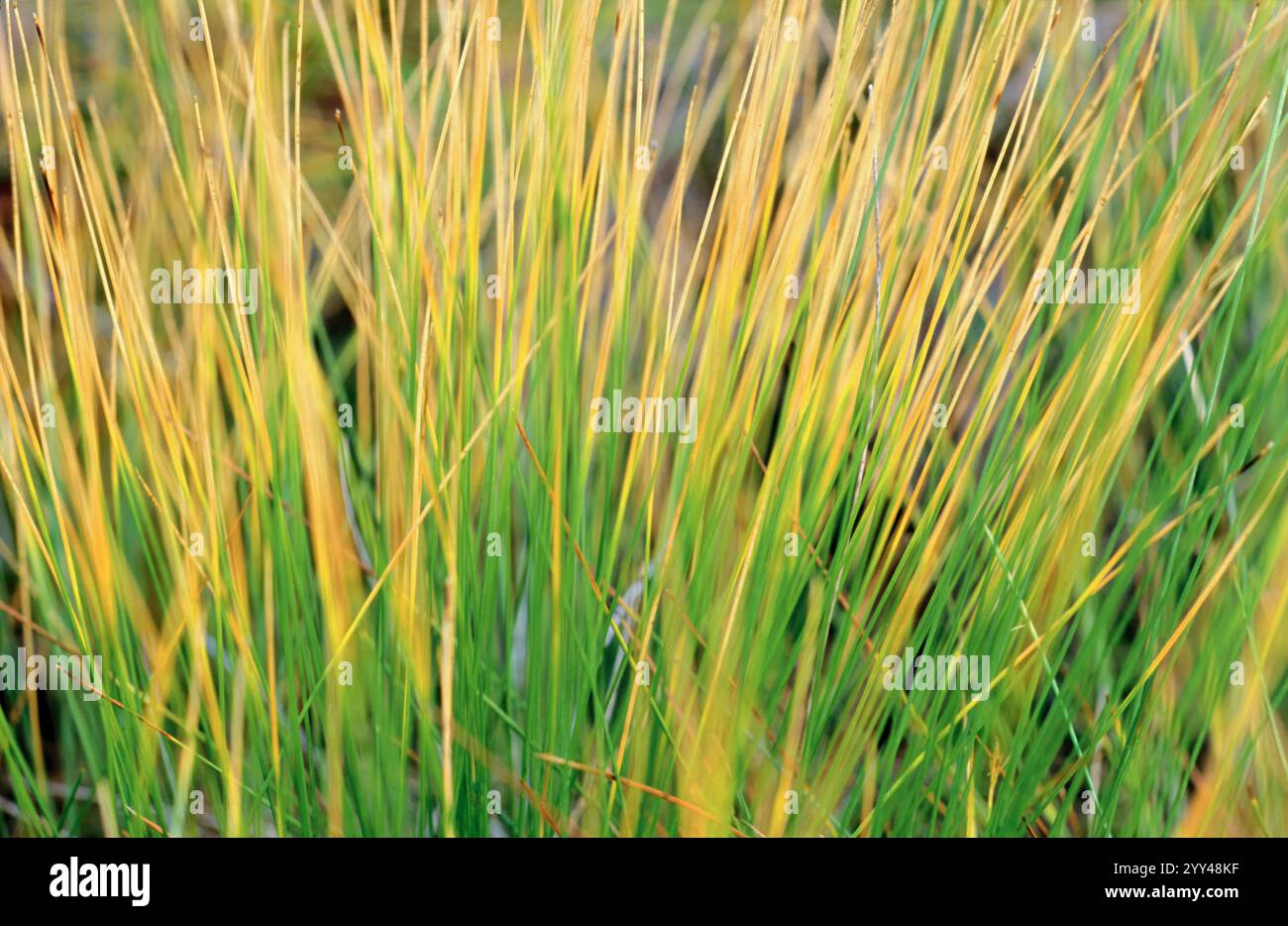 Yellow-green leaves of Carex sp, commonly known as sedges plant on a ...