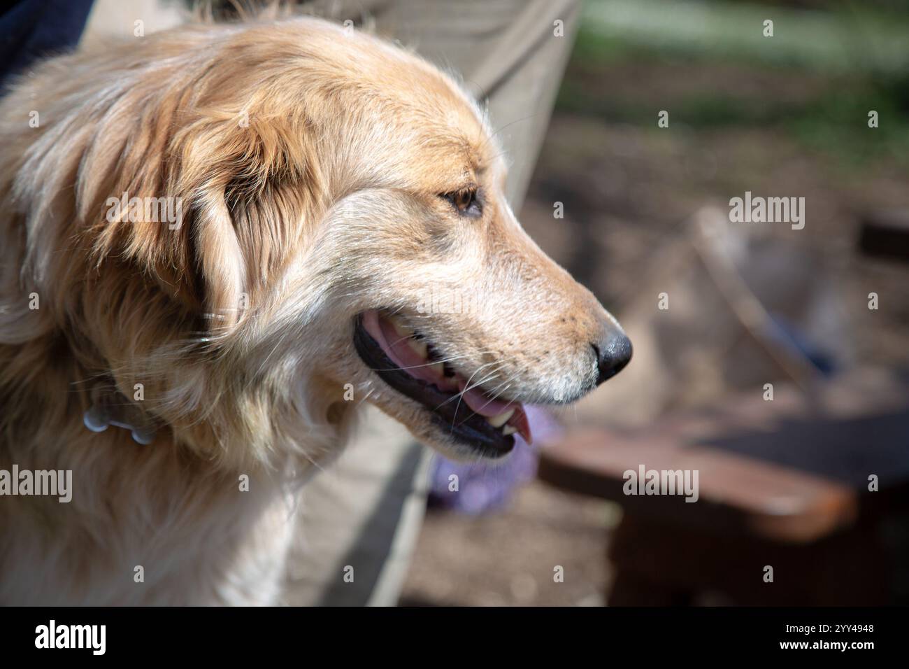 Close up of a dogs face with its mouth wide open Stock Photo - Alamy