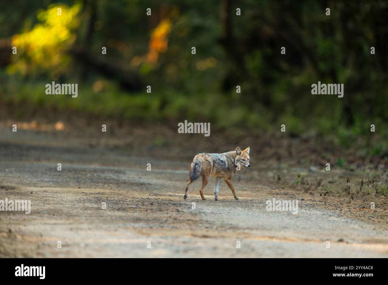 Wild indian golden jackal or Canis aureus jim corbett national park forest tiger reserve ...