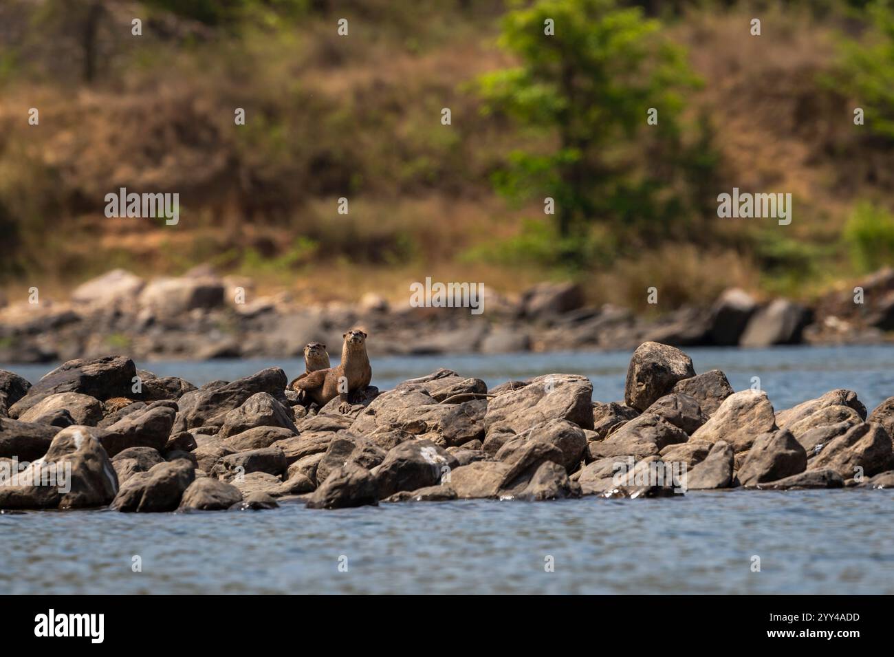 Smooth coated otter or Lutrogale perspicillata at chambal river safari ...