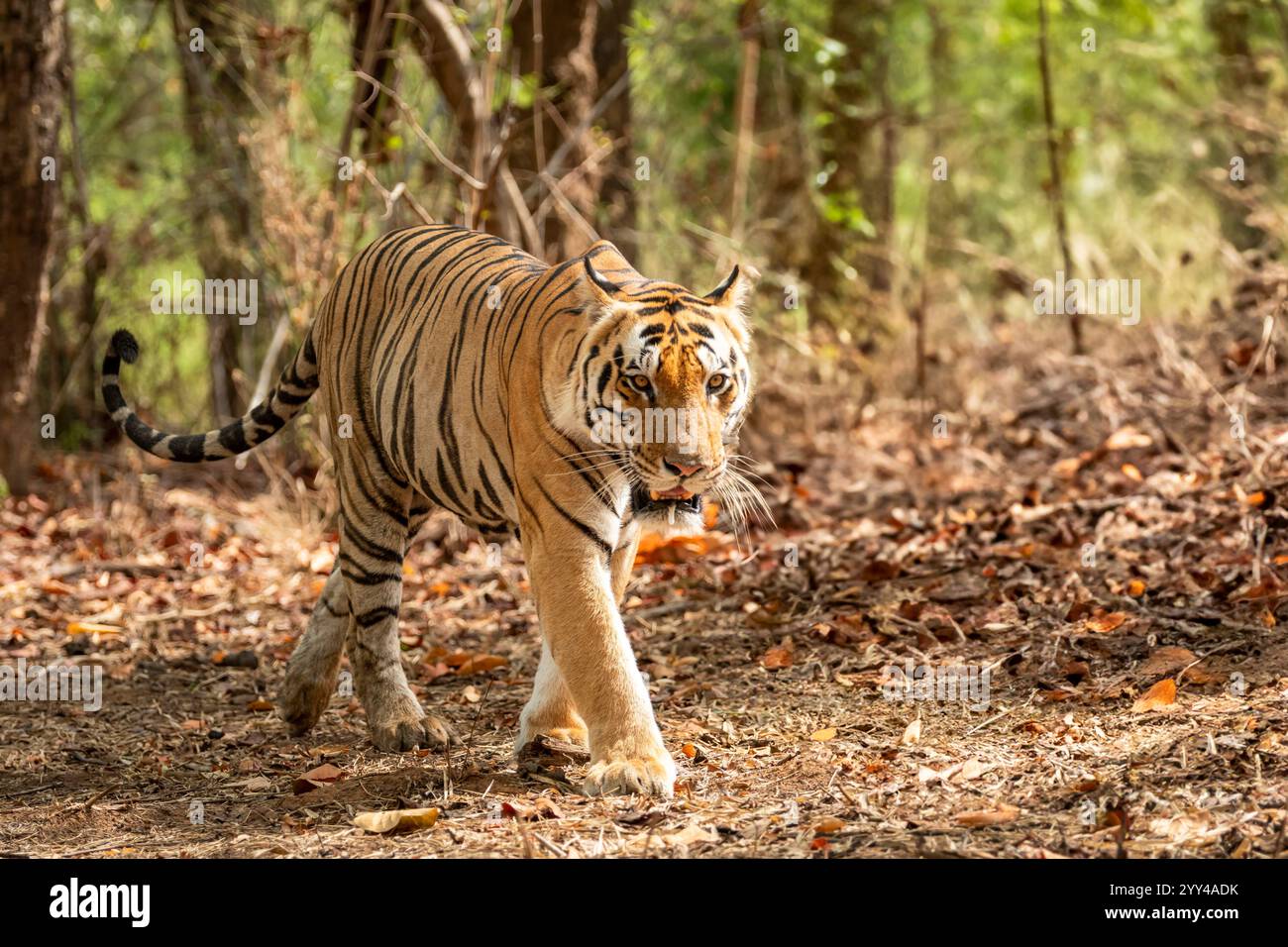 wild dominant male bengal tiger kanha national park forest reserve ...