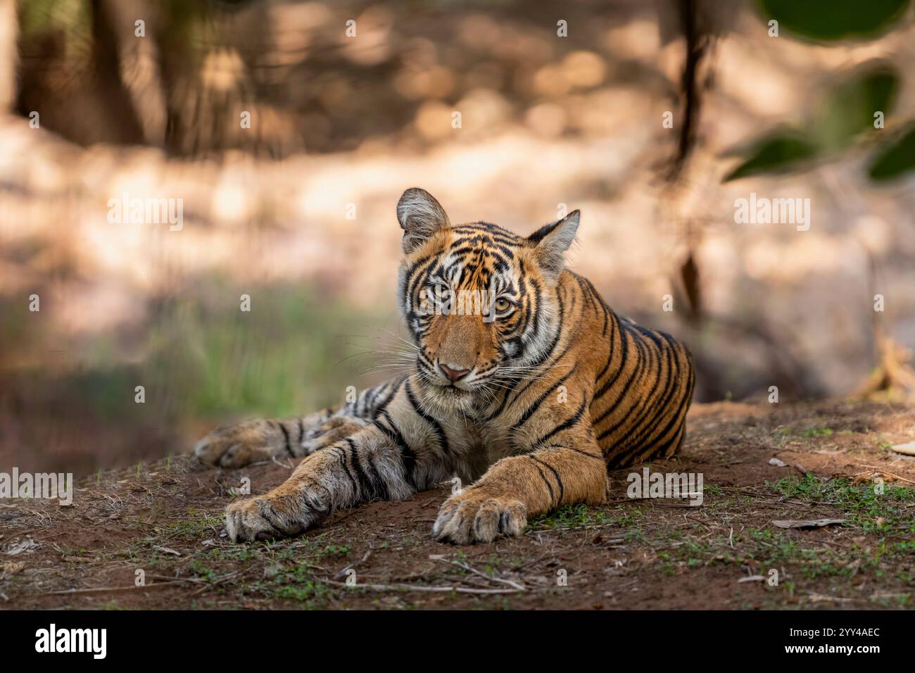 Showstopper wild female tiger cub or panthera tigris Ranthambore ...