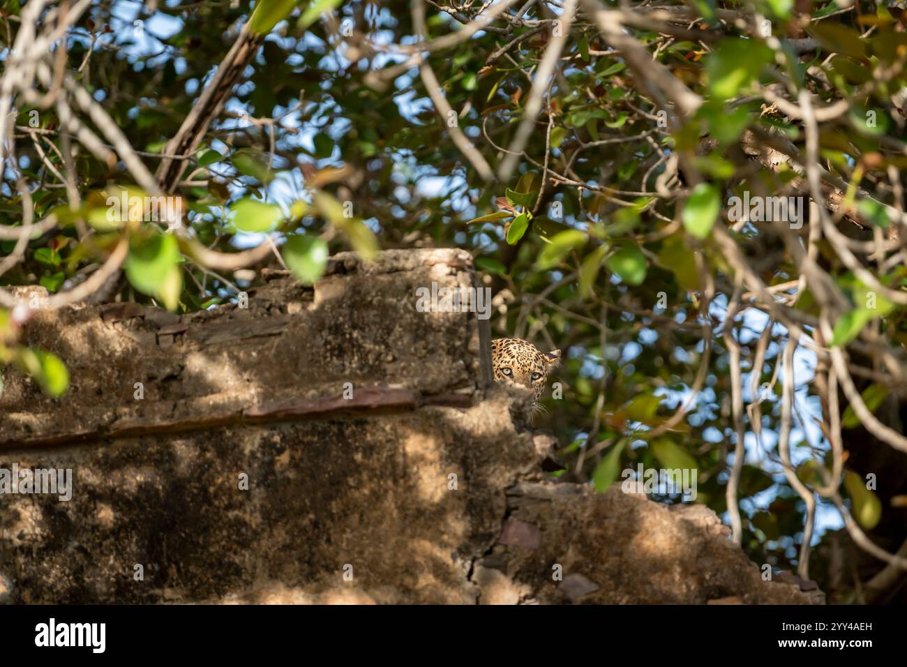 wild shy male leopard or panther or panthera pardus camouflage face ...