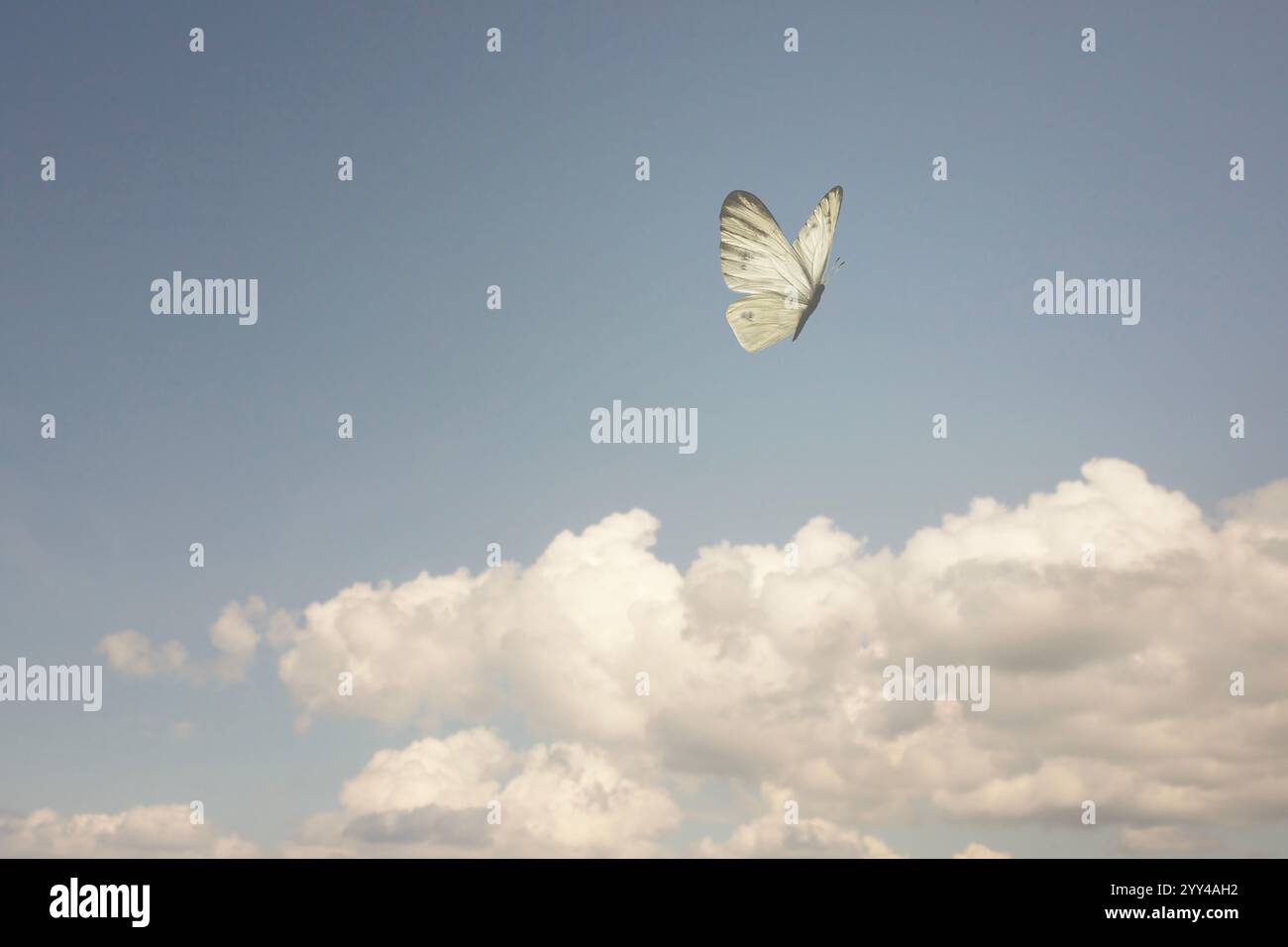 surreal white butterfly flying free in cloudy sky Stock Photo - Alamy