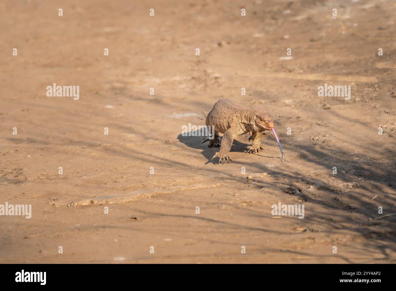 monitor lizard or bengal monitor or common indian monitor or varanus ...