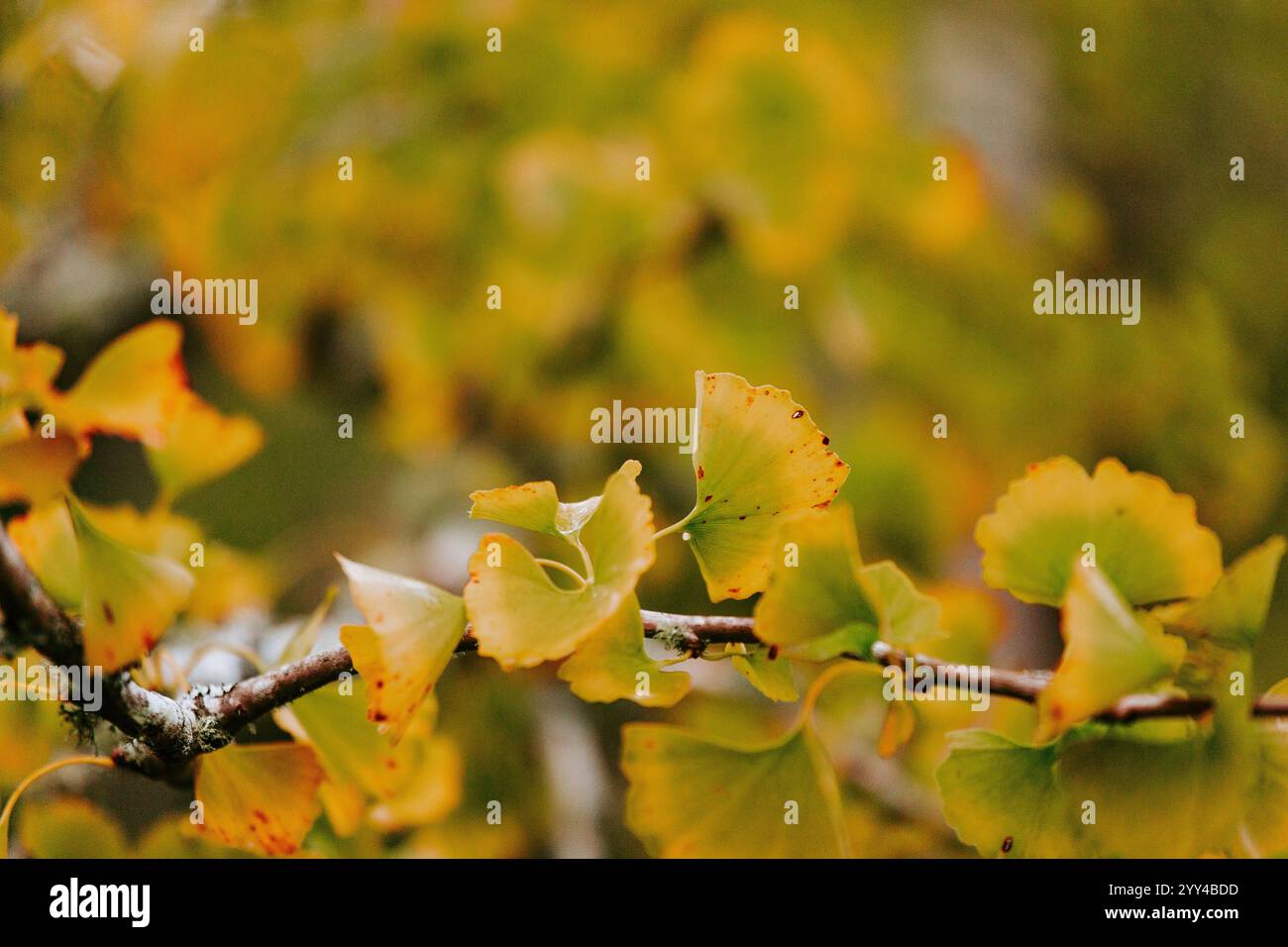 Azores orange trees hi-res stock photography and images - Alamy
