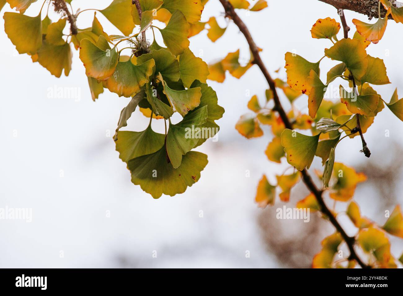 Gingko biloba at the Azores islands, winter colouring, nature details ...