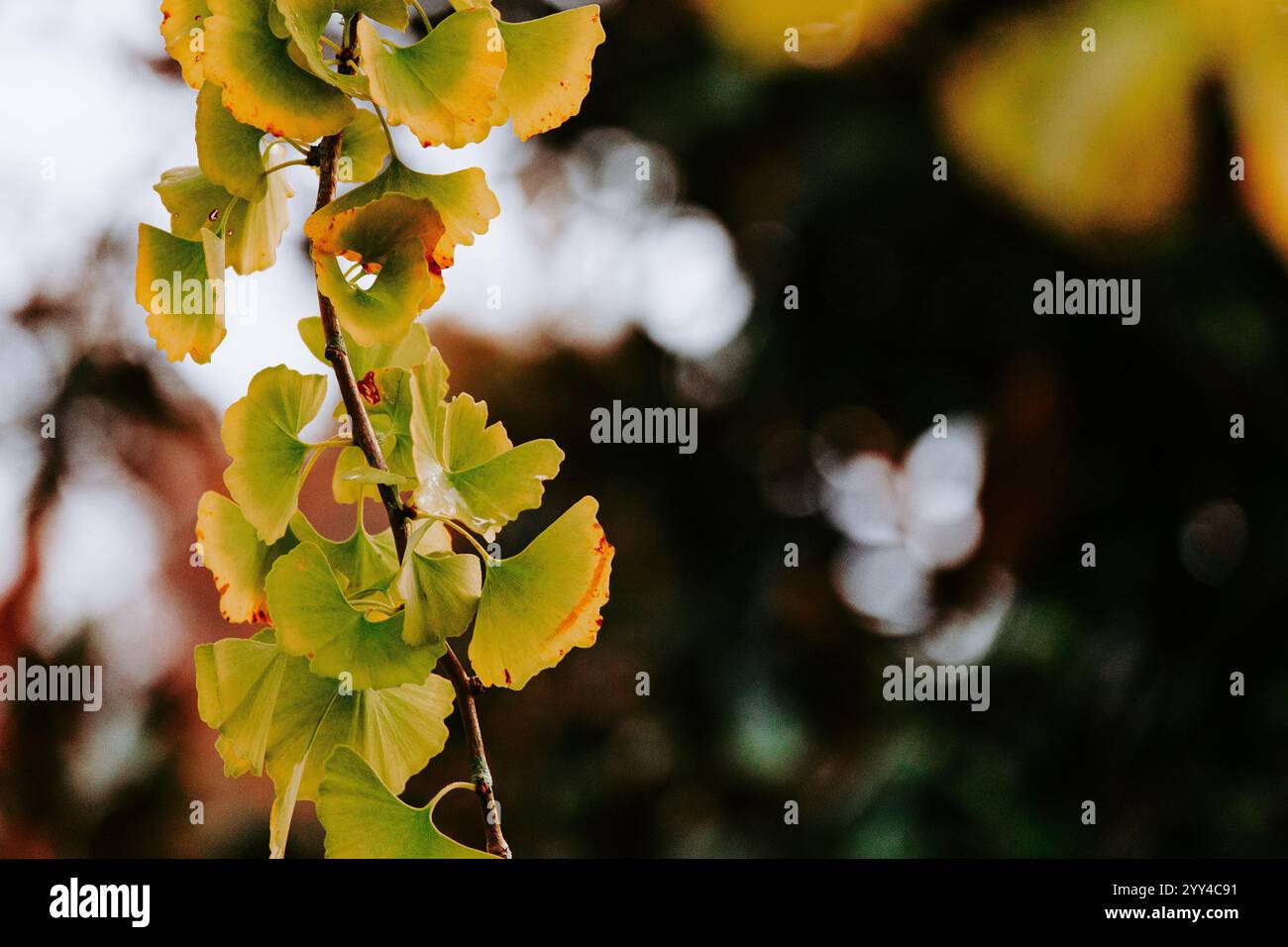 Azores orange trees hi-res stock photography and images - Alamy