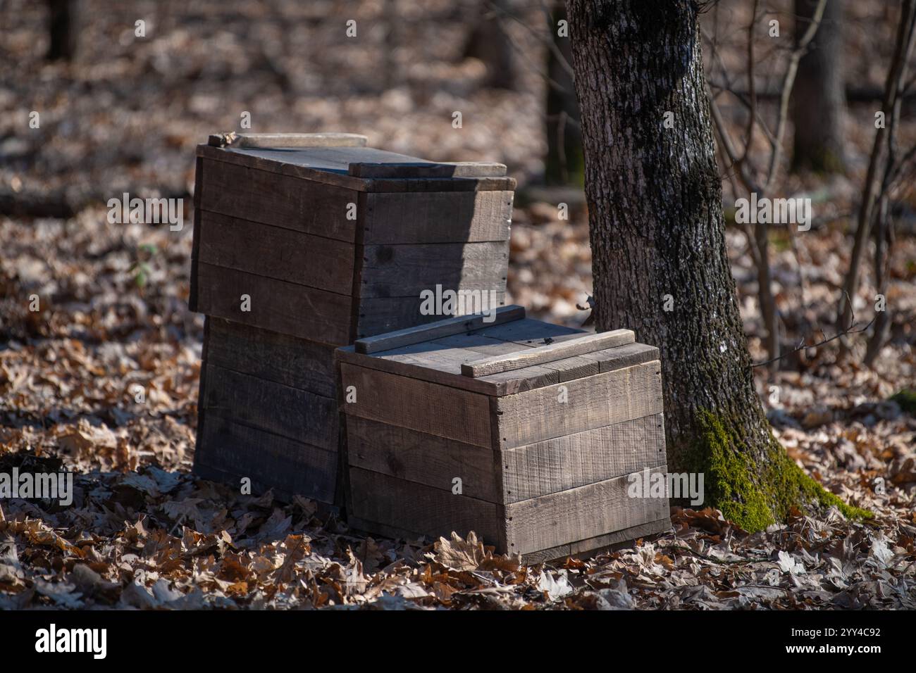 Trees for crates hi-res stock photography and images - Alamy