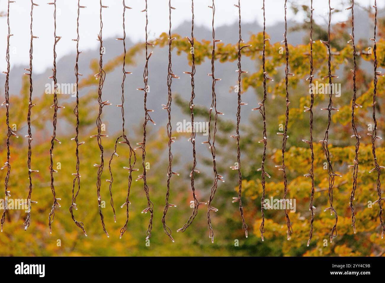 Azores orange trees hi-res stock photography and images - Alamy