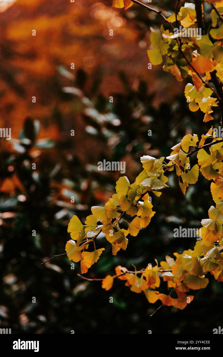 Azores orange trees hi-res stock photography and images - Alamy