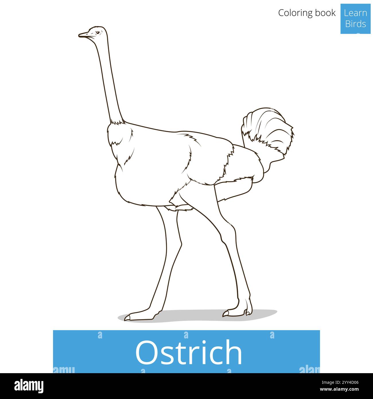 Feathered ostrich Stock Vector Images - Alamy