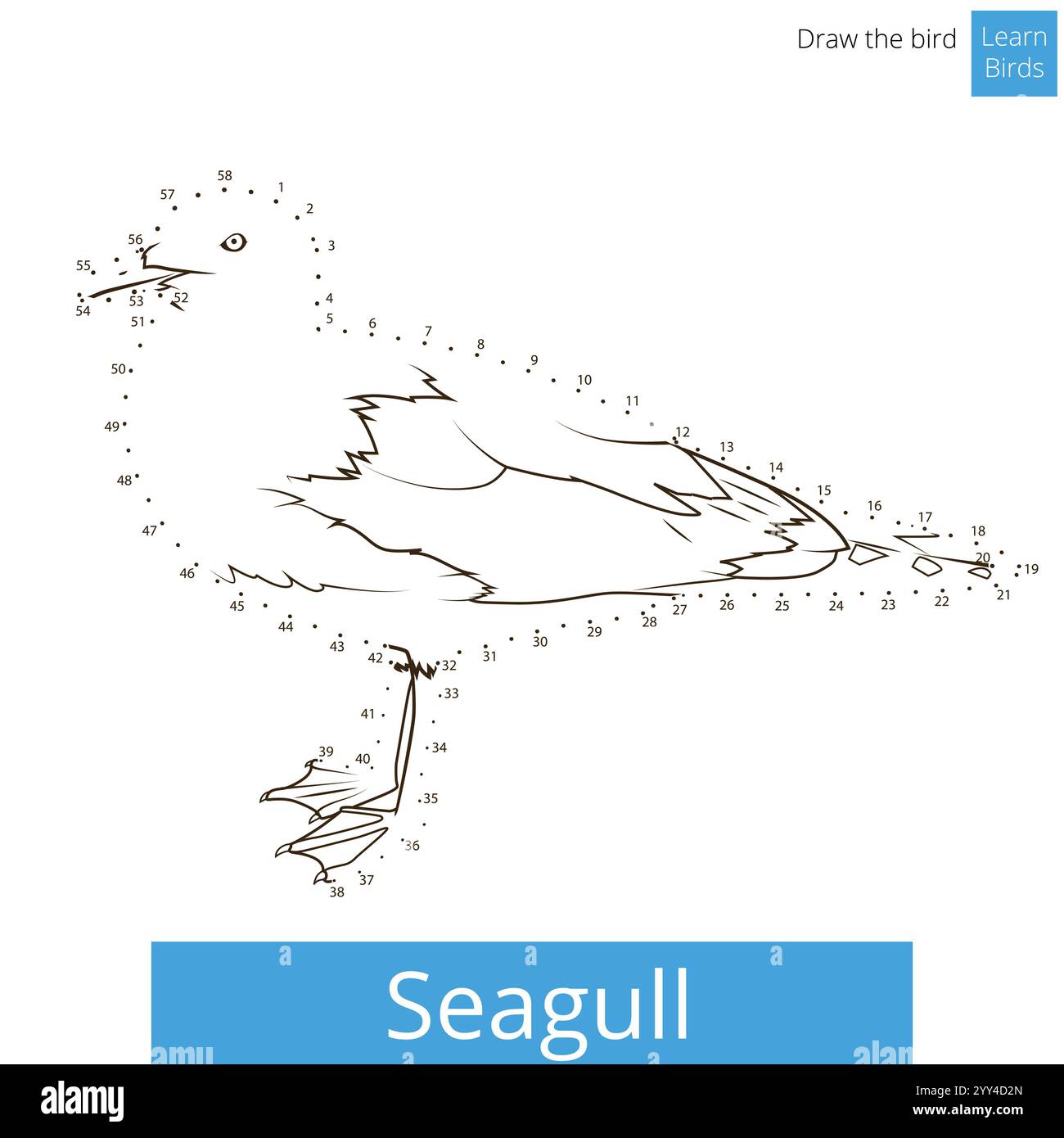 Seagull bird learn to draw vector Stock Vector Image & Art - Alamy
