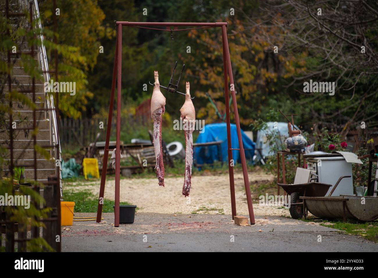 Dead slaughtered Pig hanging on hooks on countryside farm house Stock ...