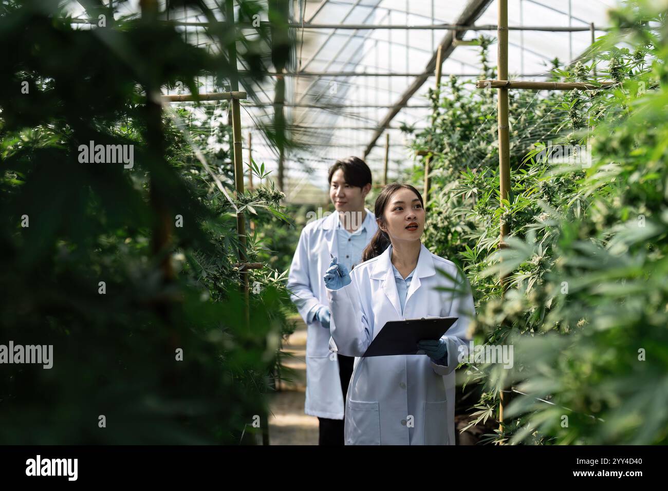 Scientists Conducting Research in a Greenhouse Filled with Lush Green ...