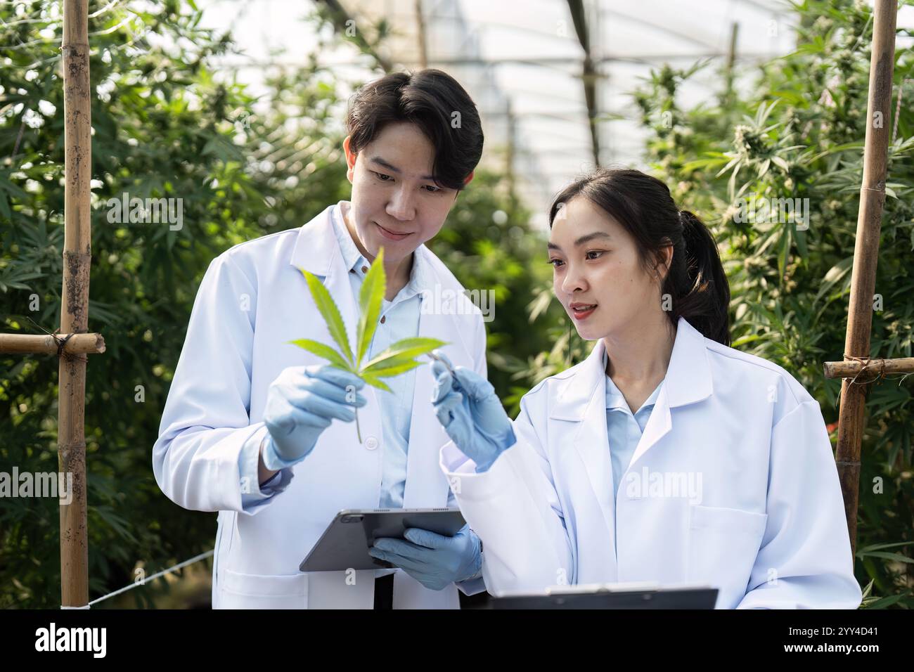 Scientists Analyzing Cannabis Plants in a Greenhouse for Research and Development Purposes Stock ...