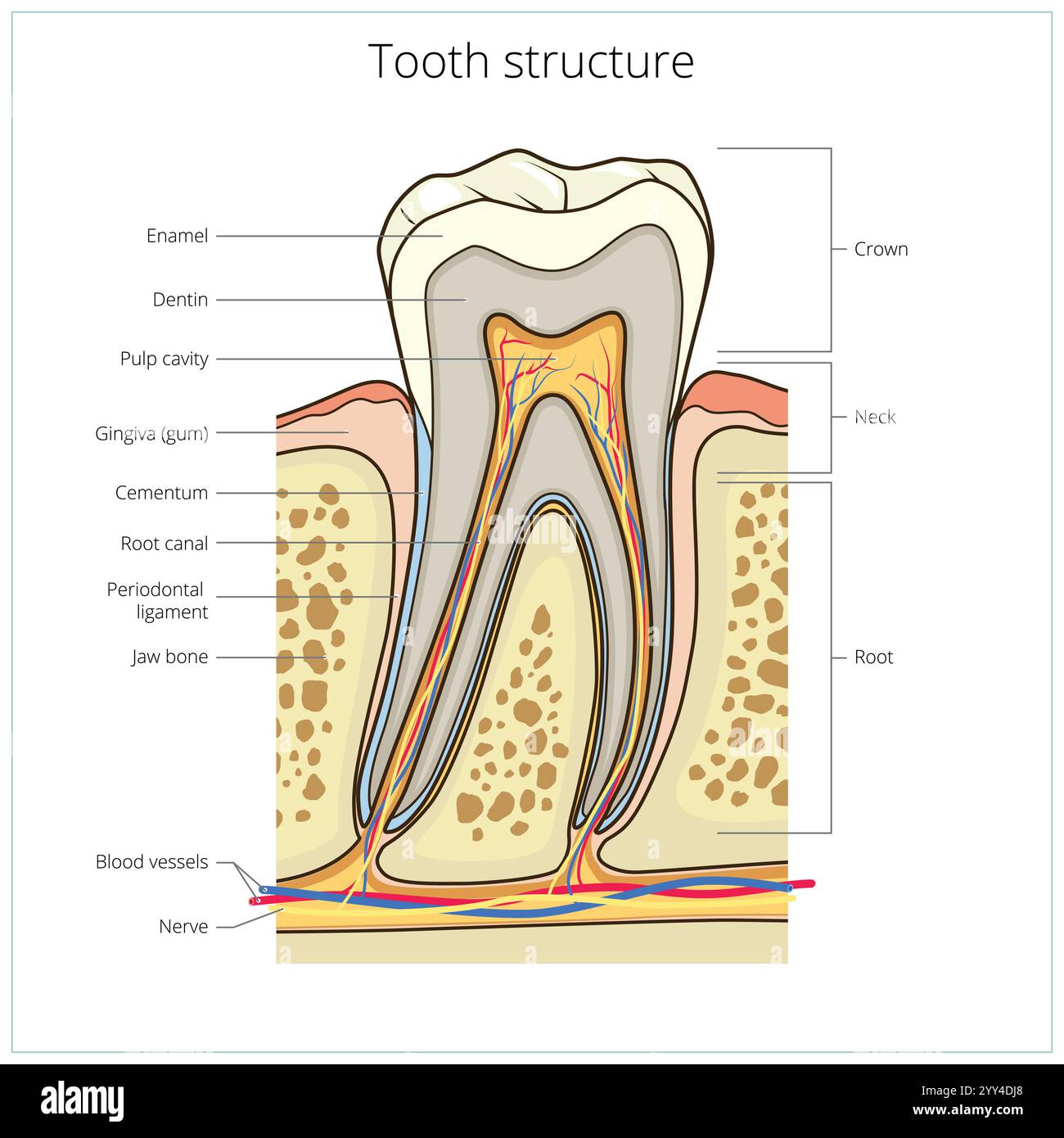 Human tooth structure medical vector Stock Vector Image & Art - Alamy Human tooth structure medical vector Stock Vector Image & Art - Alamy