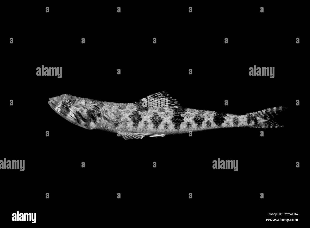 A striking black and white image captures a fish with intricate ...