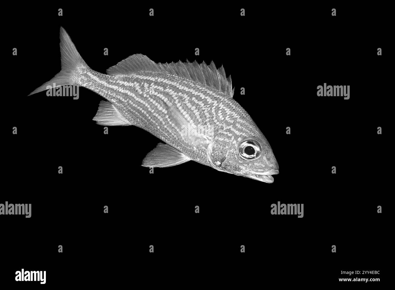 A detailed monochrome image of a fish, showcasing intricate scales and ...