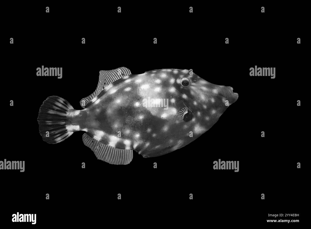A striking black and white photograph of a uniquely patterned fish in ...