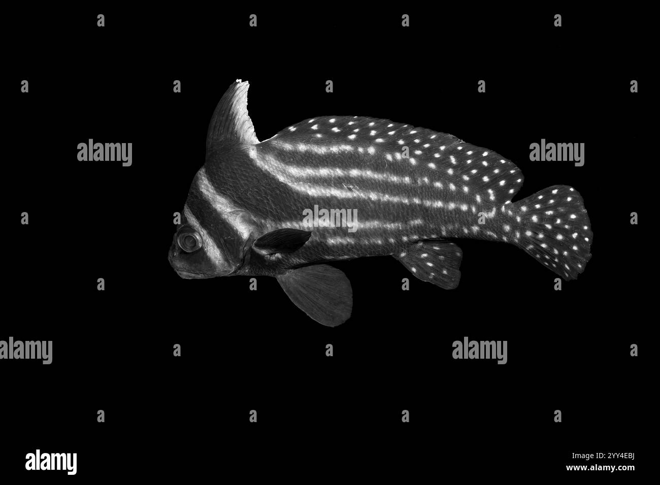 Black and white fish with intricate striped and spotted pattern ...