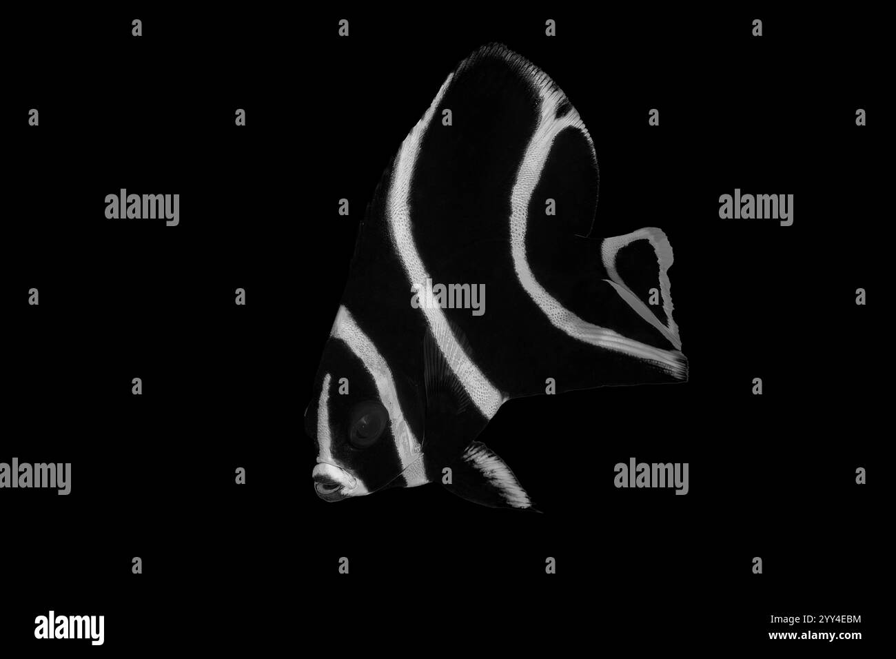 A striking black and white fish elegantly displays its contrasting ...