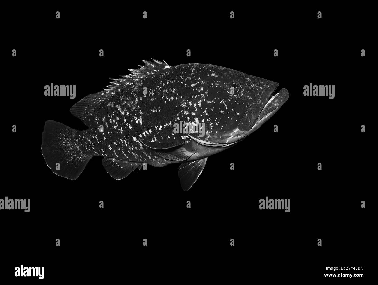 Striking black and white image of a fish against a dark background ...