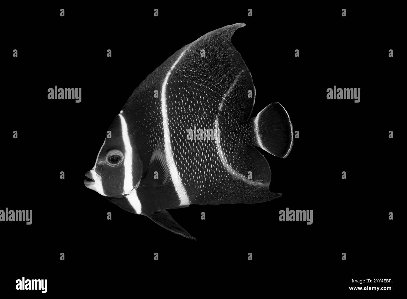Artistic image of a black and white fish, its stripes creating a ...