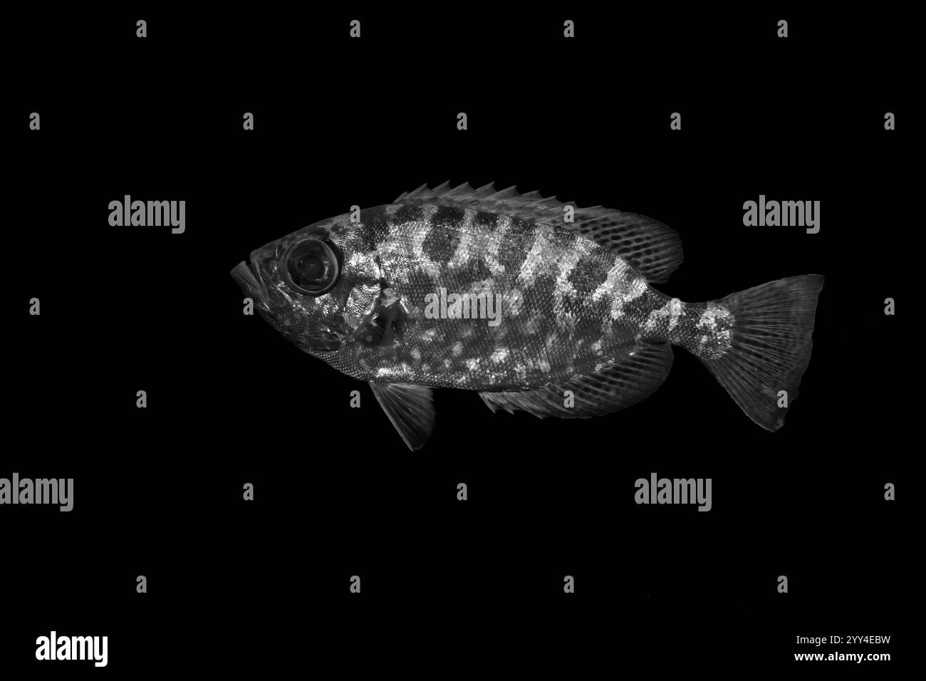 A black and white image of a fish with intricate scale details The ...