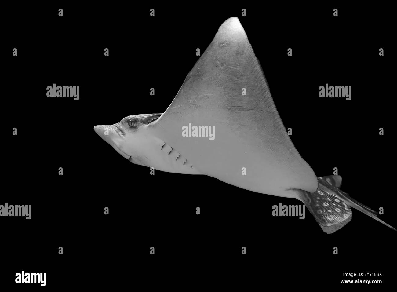 A striking black and white photograph captures the elegant form of a ...