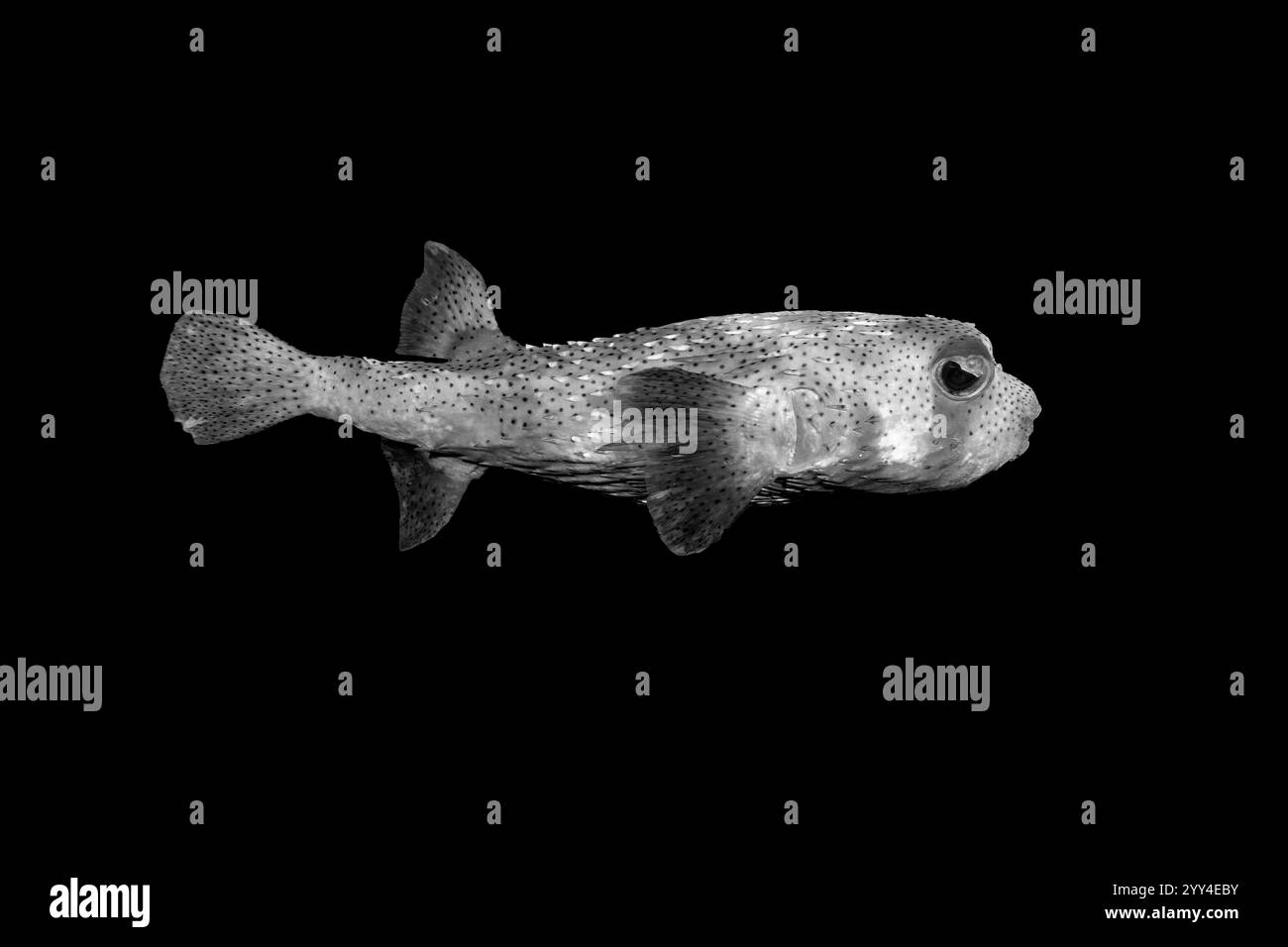 Organic highlights Black and White Stock Photos & Images - Alamy