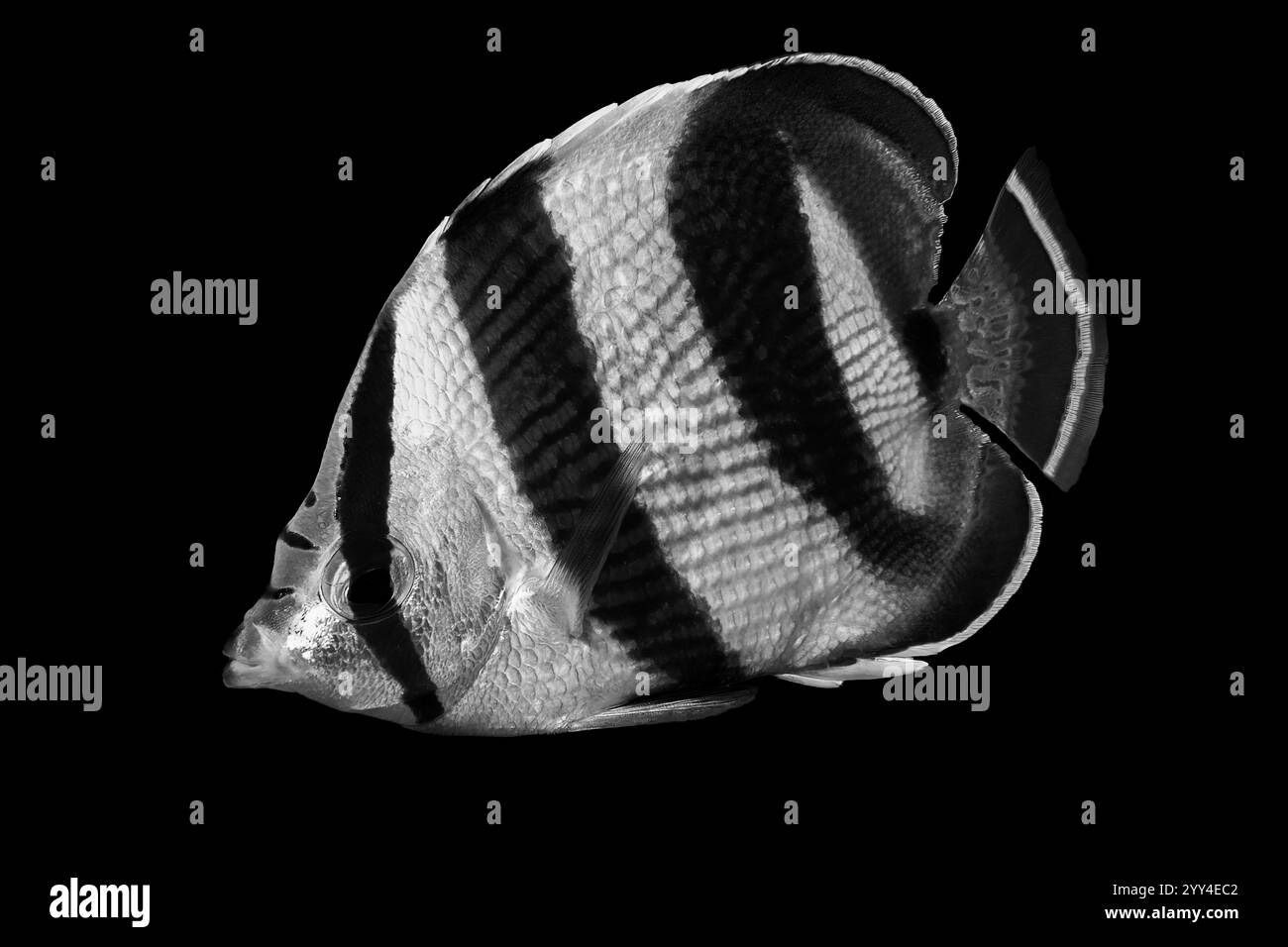 Detail fish in natural Black and White Stock Photos & Images - Alamy